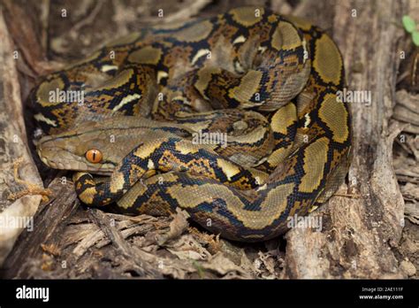 Reticulated Python Tree Hi Res Stock Photography And Images Alamy