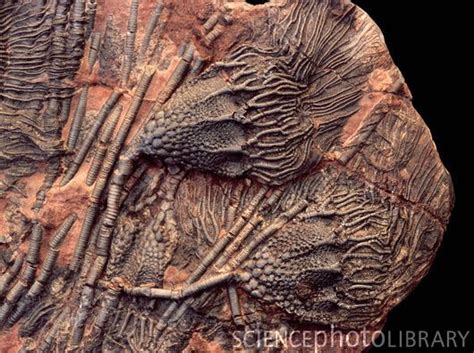 Crinoid Fossils Rock Containing Crinoid Or Sea Lily Fossils These Are Scyphocrinus Elegans