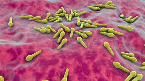 Clostridium Botulinum Bacteria 3d Animation Stock Video Video Of