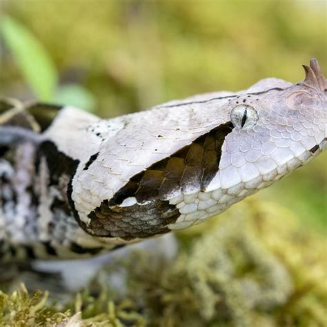 Gaboon Viper Bites Man Face Worst Viper Bite Ever Survived How Man