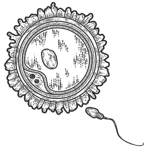 Premium Vector Seth Sperm And Egg Sketch Scratch Board Imitation