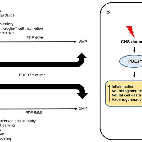Effects Of Pdes On The Cns Through Camp Cgmp Regulation Each Protein