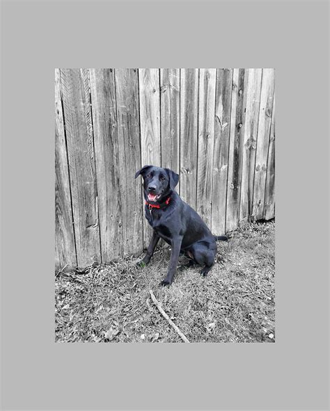 Fetch Digital Art By Joshua Barry Fine Art America