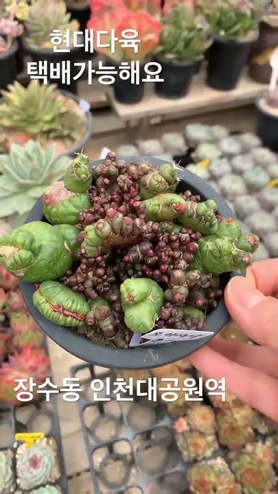 💥인천대공원 근처 현대다육장수동보카사나몬스터노블소인제금카시오적금러블리로즈초연루밍국민다육7개1만원010 9029 2884 인천 남동구 장수동 621 1