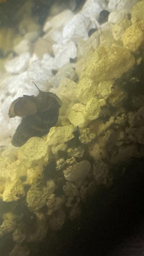 Why Is My Assassin Snail Hanging Around On His Back Waving Himself