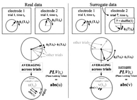 Assessing Connectivity With Phase Locking Value Sapien Labs Shaping