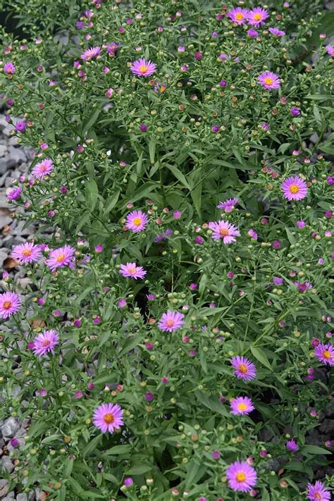 11 Of The Best Purple Asters Gardeners Path