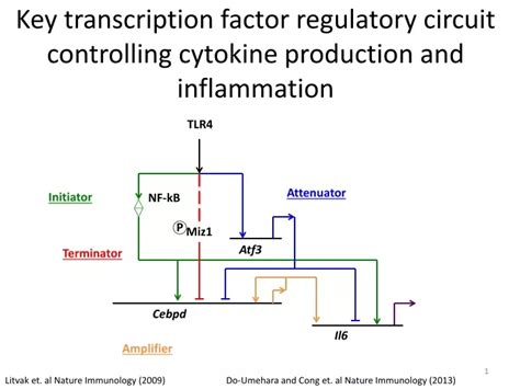 Ppt Key Transcription Factor Regulatory Circuit Controlling Cytokine Production And
