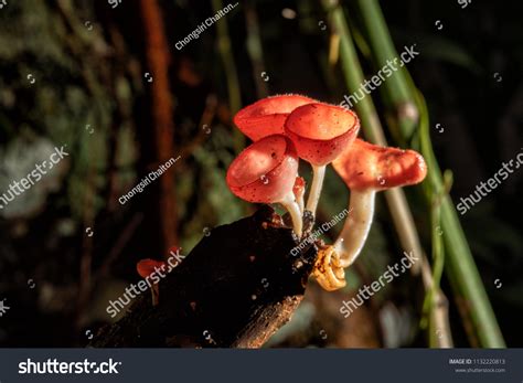 Fungi Rainforest Images Stock Photos Vectors Shutterstock