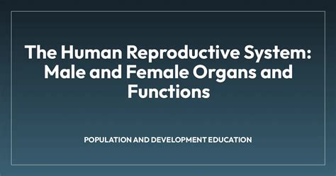 The Human Reproductive System Male And Female Organs And Functions