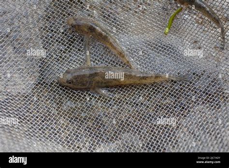 New Zealand Fish Species Cockabully Estuarine Triplefin Or The