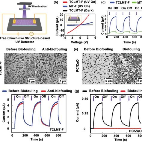 Schematic Of The Fabrication Process Of Tree Crown‐like Structure And