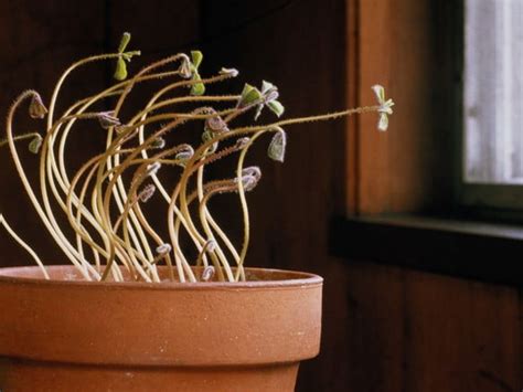 Why Do Plants Grow Towards Light Organize With Sandy