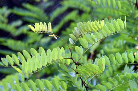 Premium Photo Leaves Of The Black Locust Robinia Pseudoacacia