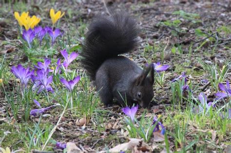 Premium Photo Close Up Of Crocus On Field