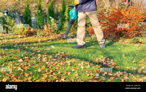 Lawn Care With A Blower Removing Fallen Leaves With A Blower The Gardener Holds A Blower In