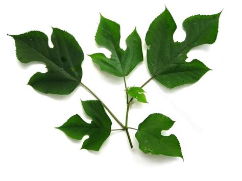 构树手绘 构树 构树苗 大山谷图库