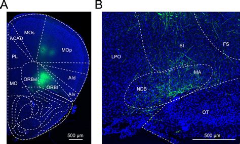 Figures And Data In Cell Type Specific Long Range Connections Of Basal