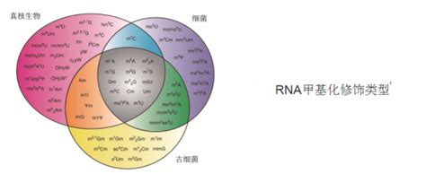 Fitc Rna复合物异硫氰酸荧光素标记rnafitc 核糖核酸齐岳生物供应荧光染料修饰rna核糖核酸定制服务 Udp糖丨mof丨