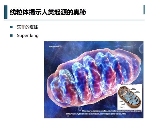 主成分分析法pca——matlab实现 程序员大本营