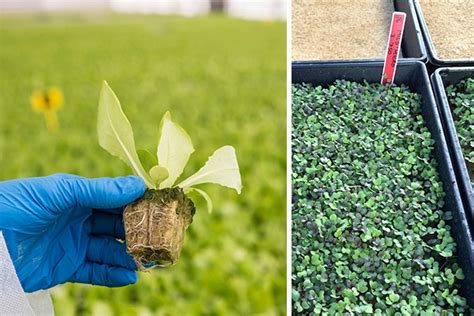 Choosing A Substrate For Hydroponic Production Urban Ag News