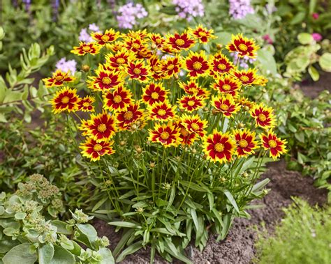 Coreopsis Grandiflora Mvnc1902 Solar Jewel Groen Direkt Boskoop
