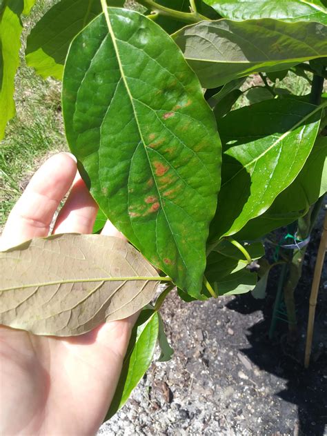 My Avocado Tree Is Getting Brown Rust Colored Patches On The Leaves And
