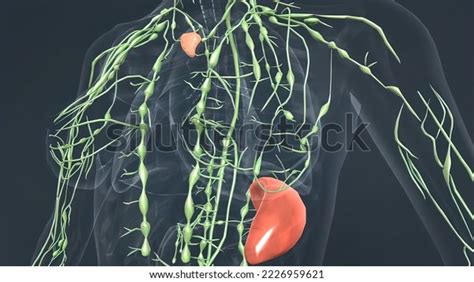 Lymph Nodes Thyroid Glands Stock Illustration 2226959621 Shutterstock