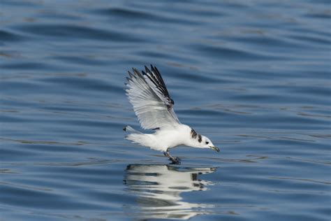 Inclinocam® And Starfix® Deliver Uk Nearshore Nesting Structures Fugro