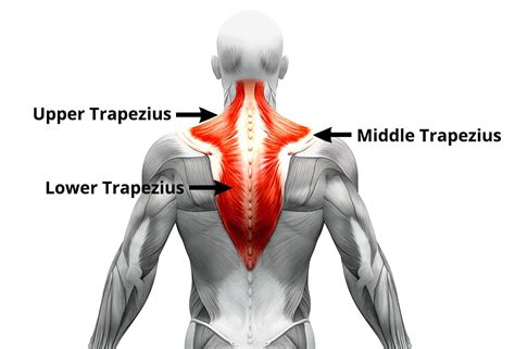 What Exercises Work Middle Traps At Audrey George Blog