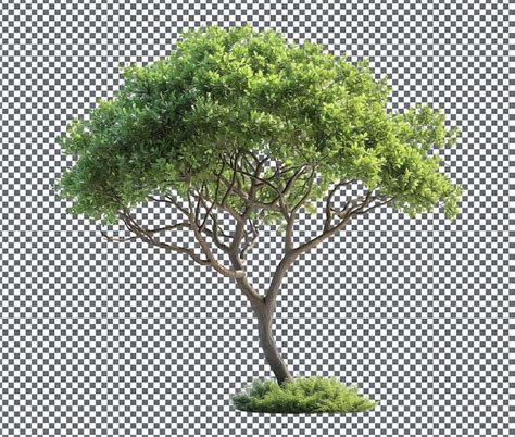 Premium PSD Beautiful Tree Model Isolated On Transparent Background