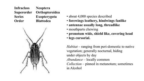 Development Of Insects Classification Pptx