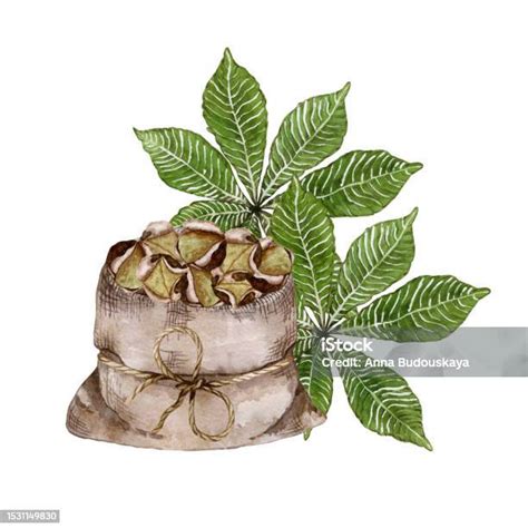 맛있는 구운 밤 캔버스 파우치는 꼬기로 묶여 있습니다 밤나무 나뭇잎 수채화 그림입니다 고품질 일러스트레이션 10월에 대한 스톡 벡터 아트 및 기타 이미지 Istock