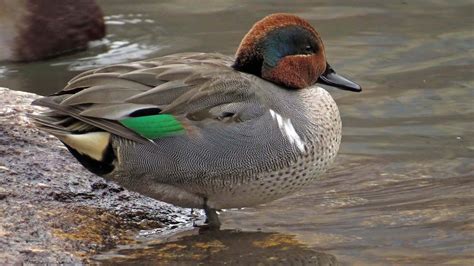 Green Wing Teal Duck Mounts