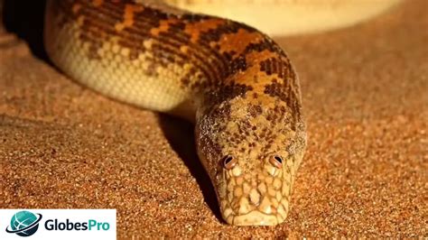 The Evolutionary Marvel Of The Arabian Sand Boa Globespro