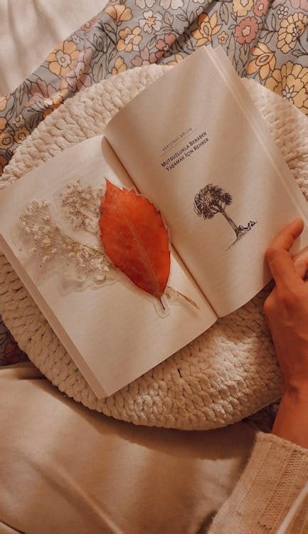 Booklovers 가을 개인적인 시간 계절 고요한 꽃무늬 나무 그림 나뭇잎 담요 독서하는 따뜻한 따뜻함 떨어지다 뜨개질 라이프스타일 레저 문학