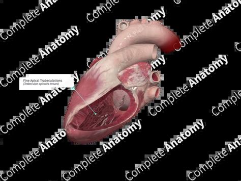 Fine Apical Trabeculations Complete Anatomy