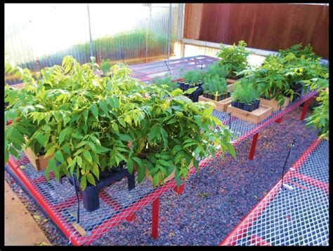 Figure A13 Nursery Trial Layout For Container Comparison Experiment