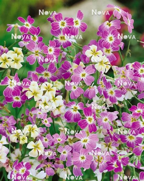 Malcolmia Maritima
