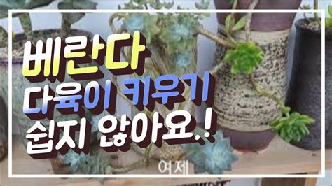 베란다 다육생활 Youtube