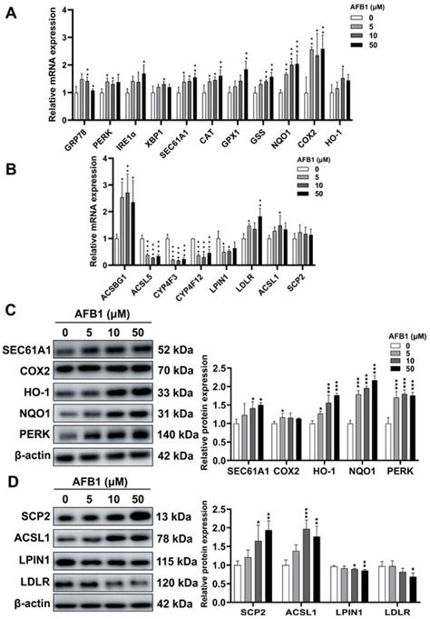 Combining Multiple Omics With Molecular Dynamics Reveals Scp2 Mediated Cytotoxicity Effects Of