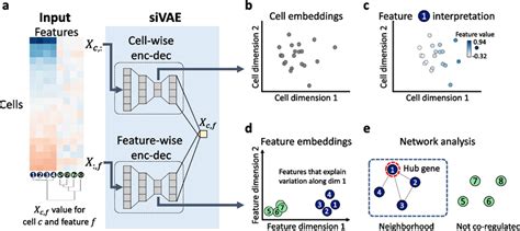 SiVAE Infers Interpretable Representations Of Single Cell Genomic Data