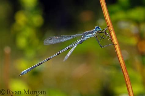 Orblogs Photo Tule Bluet