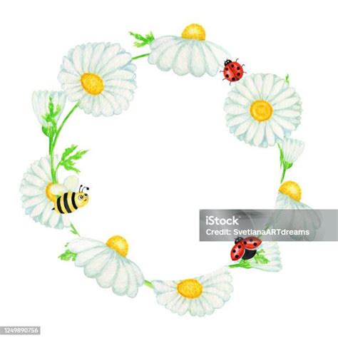 수채화 데이지 카모마일 꽃 플라이 무당 벌레 꿀벌 프레임 일러스트 복사 공간으로 분리 된 손으로 그린 식물 허브 카모마일 흰 꽃 싹 녹색 잎 줄기 잔디 배너 건강한 생활