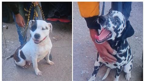 روحت سوق الجمعه انا بابا كان نفسي في كلب بس حصل اللي حصل Youtube