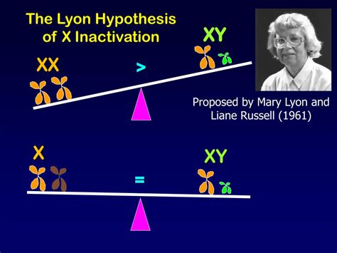 Ppt Mendelian Inheritance Powerpoint Presentation Free Download Id
