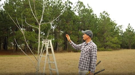 How To Prune Pecan Trees The Secret To Trimming Bag A Nut
