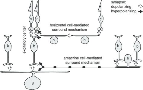 Circuitry For Receptive Field Center And Surround Mechanisms Download Scientific Diagram