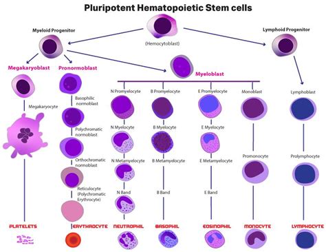 Hematopoietic Stem Cell Adomain