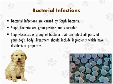 What Antibiotics Are Used For Staph Infections